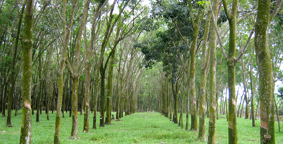 Pokok Getah in English